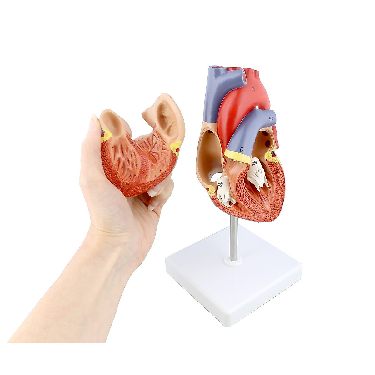 MonMed Anatomical Heart Model, Human Heart Anatomy Model – 2 Part Heart Models Anatomy Life Size Medical Heart Model