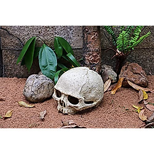 Half Skull Reptile Amphibian Habitat Hide – Premium Non-Toxic Resin for Aquariums & Terrariums – Large Size