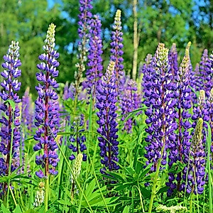 Wild Perennial Lupine Seeds - 1 Ounce - Purple Flower Seeds, Heirloom Seed Attracts Bees, Attracts Butterflies, Attracts Hummingbirds, Attracts Pollinators, Easy to Grow & Maintain, Fragrant