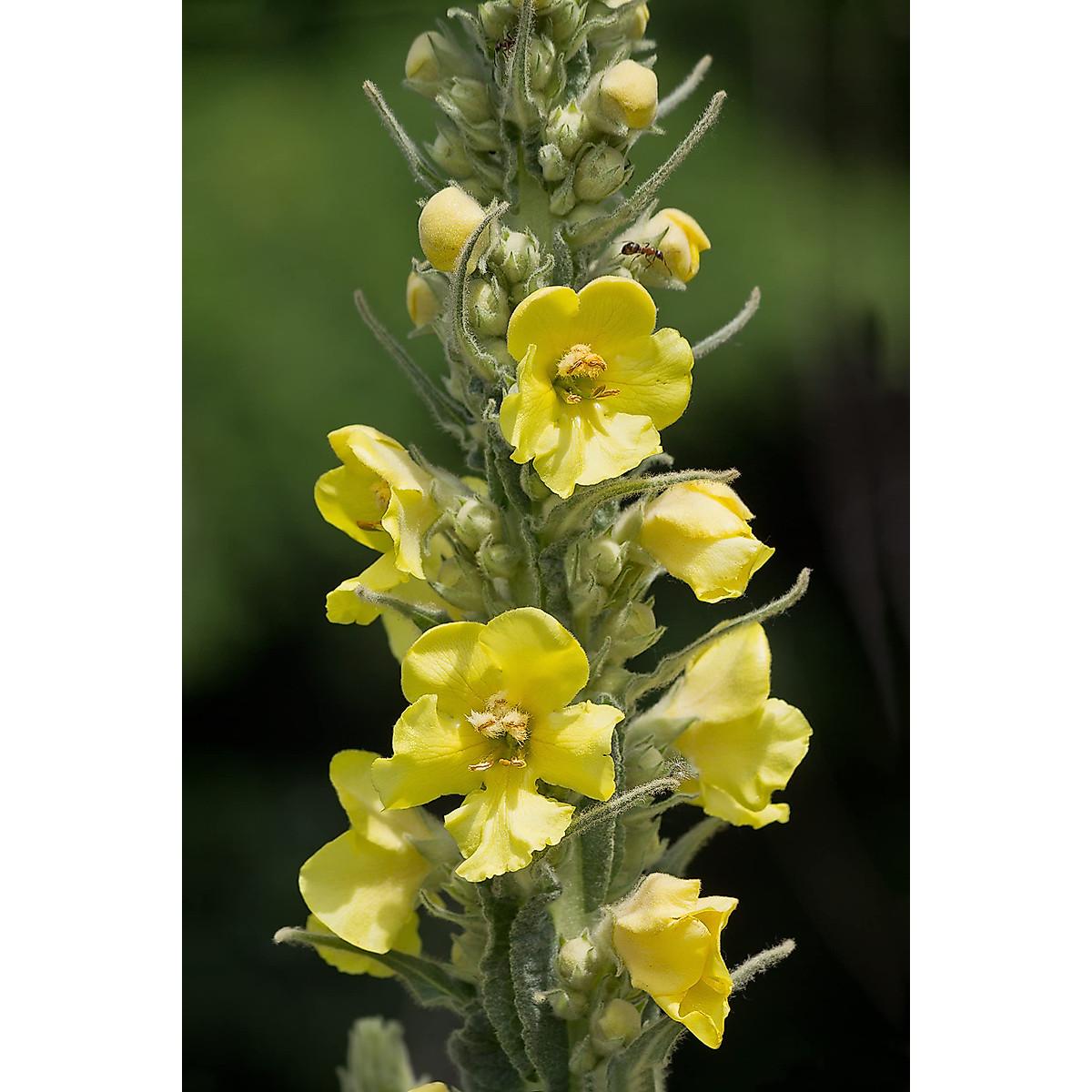 Bulk Mullein Seeds (Verbascum thapsus) 500 Seeds (0.5 Grams) - Aaron’s Rod, Great Mullein, Common Mullein, Velvet Plant, Toilet Paper Plant