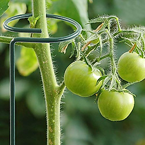 Dreecy 6 Pack 16 Inch Orchid Support Stakes with 12 Pcs Clips, Sturdy Metal Floral Flower Support Garden Single Stem Plant Stakes for Amaryllis Orchid Tomatoes Lily Rose Peony,Dark Green