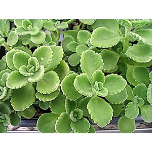 2 Cuban Oregano Plants Live Mexican Mint Spanish Thyme Rooted 5 to 7 Inches Vegetables Planting Ornaments Perennial Garden Ready to Grow Pot