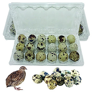 NWQuailFarm JUMBO Quail Eggs Cartons – 25/50/100 Pack - Holds 18 (3x6) Larger Quail Egg - Designed to hold Coturnix Jumbo Quail Eggs (50 Pack)
