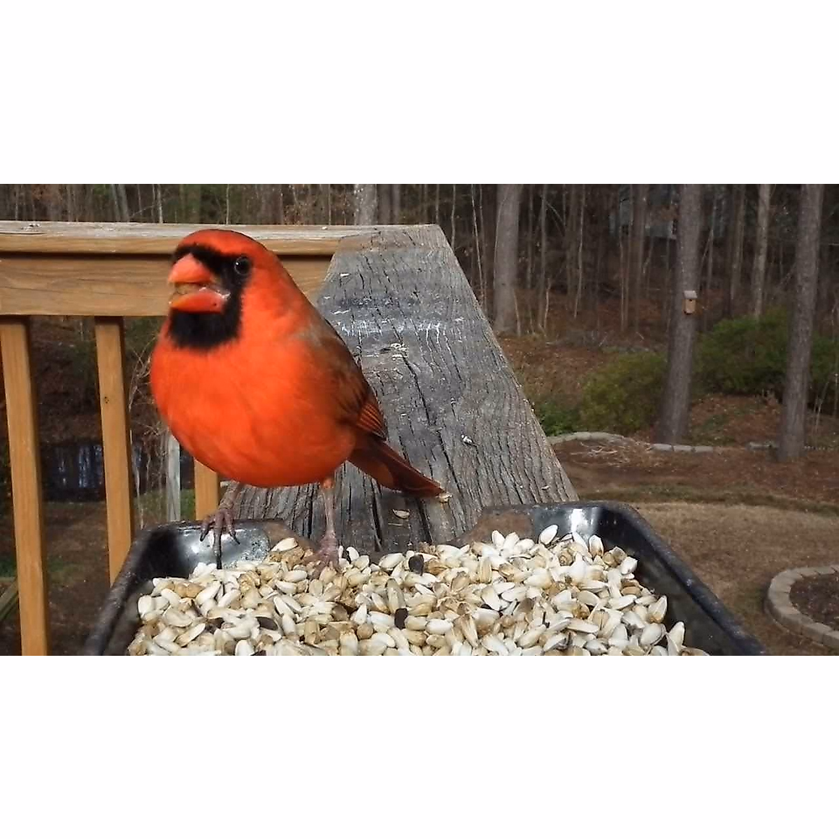 Backyard Seeds Safflower Bird Seed for Cardinals (50 Pounds)