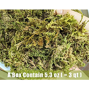 O-FarFarm Dried Forest Moss for Plants 5.3oz / 3qt, Green Orchid Sphagnum Moss, Long Fibered Dried Moss for Succulents Garden Flowers Pot and Reptiles