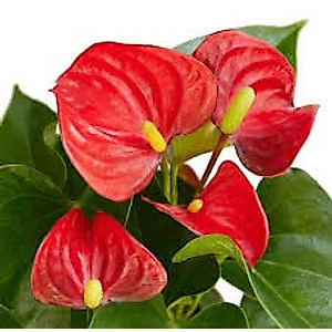 15 Red Anthurium Plant Seeds for Growing Indoor, Ornaments Perennial Garden Simple to Grow Pot
