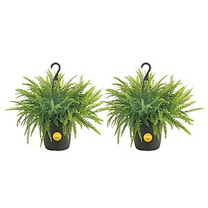 Costa Farms Ferns (2 Pack), Live Premium Boston Fern Plants in Hanging Basket Planters, Houseplants Potted in Soil Potting Mix, Outdoor Garden Gift, Beautiful Home Patio Décor, 16-Inches Tall