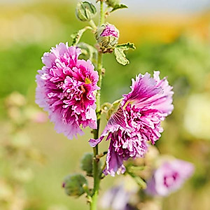 Hollyhock Seeds (Dwarf) - Queeny Purple - 1 Ounce - Purple Flower Seeds, Heirloom Seed Attracts Bees, Attracts Butterflies, Attracts Hummingbirds, Attracts Pollinators, Easy to Grow & Maintain