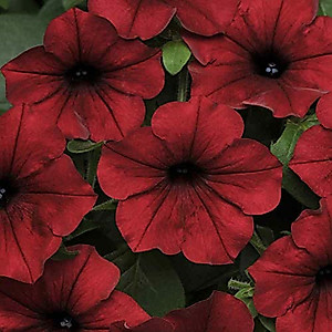 Outsidepride Spreading Tidal Wave Red Velour Petunia Garden Flowers for Hanging Baskets, Pots, Containers, Beds - 30 Seeds