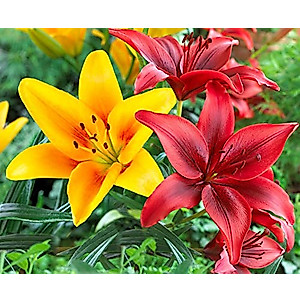 Votaniki Asiatic Mix Lily Flower Bulbs - Vibrant Flowers for Any Garden | Perfect for Cut Flowers and Naturalizing - Perennial Lily Flower Bulbs (4 Pack)