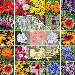 Georgia Wildflower Seed Mix - 5 Pounds - Mixed Wildflower Seeds, Attracts Bees, Attracts Butterflies, Attracts Hummingbirds, Attracts Pollinators, Easy to Grow & Maintain, Cut Flower Garden