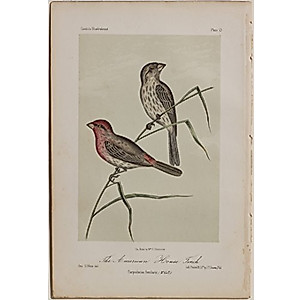 The American House Finch