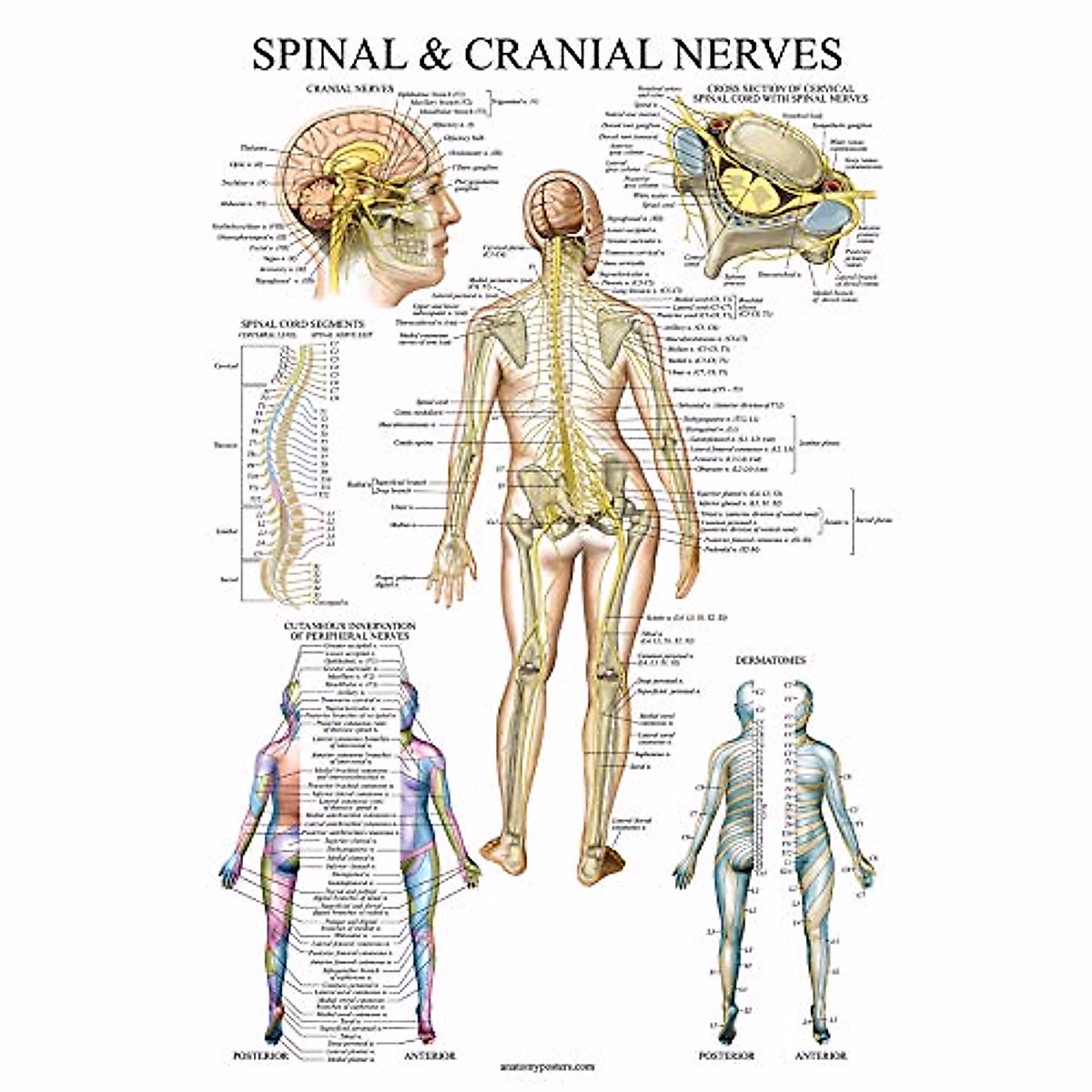 2 Pack: Spinal and Cranial Nerves + Disorders of the Spine Poster Set - Set of 2 Anatomical Charts - Laminated - 18" x 24"