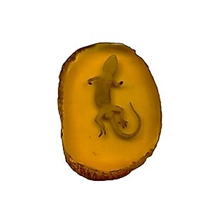 Garneck Amber Fossil Insect,Artificial Amber Insect Specimen Pendant Butterfly Scorpions Insects Amber Stone Ornament for Collection(Gecko)