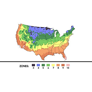 TriStar Plants - Viburnum 'Common Snowball'- 1 Gallon Trade Pot, Viburnum opulus sterile, Live Plant, White Spring Blooms