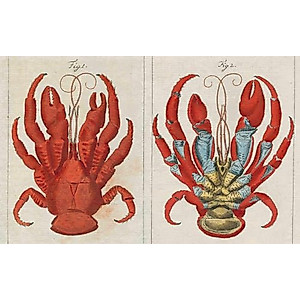 John Derian Picture Book (John Derian Paper Goods)