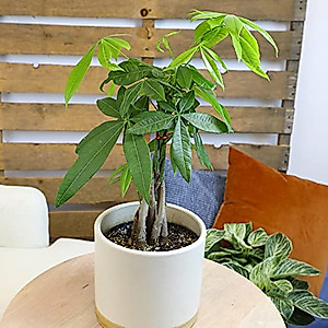 Money Tree Plant Indoor House Plants, Chinese Money Plant Decor, Bonsai Tree Feng Shui Decor, House Plants Indoors Live Plants Indoor Plants Live Houseplants Live Indoor Live Plants by Plants for Pets