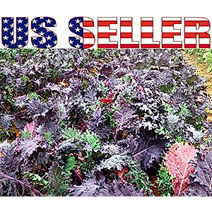 1000+ Kale Mixed Seeds, This is a Mix!!! Dwarf Blue Curled, Lacinato Dinosaur, Siberian Dwarf, Russian Red, Heirloom Non-GMO USA Grown