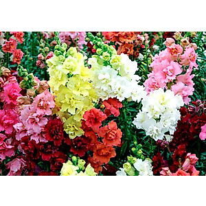 Multicolor Tall Snapdragon Seed Mix 1000+ Seeds for Planting Non-GMO