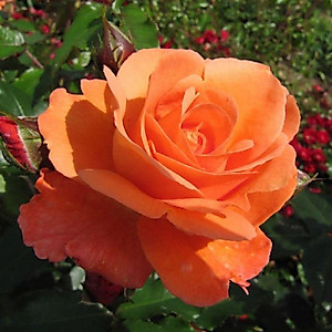 25 Rose Seeds Climbing Orange Rose Seeds Flowers Rose Perennial Seeds for Planting Garden