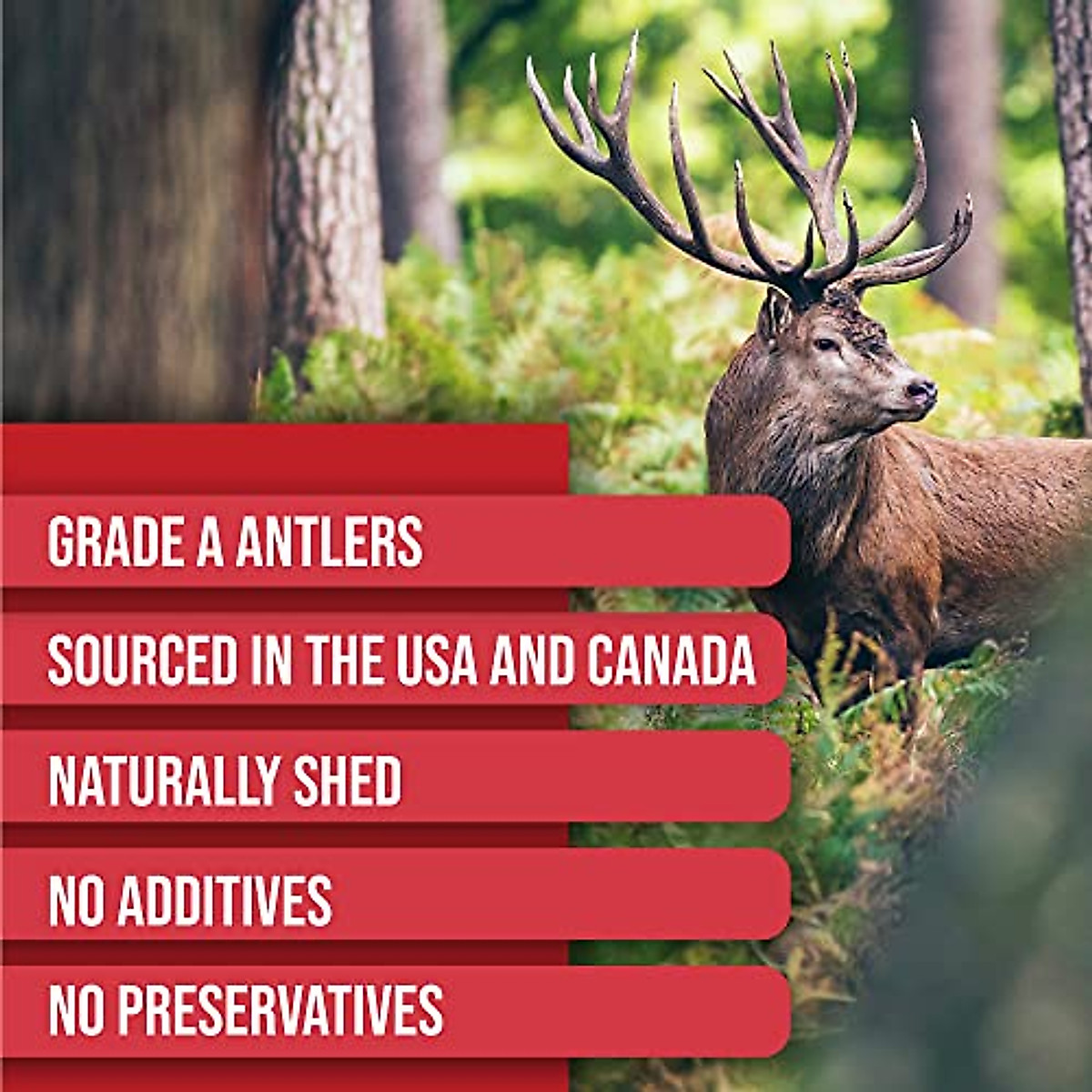 Spizzles Elk Antler Dog Chew Solid, Long Lasting Bone for Small Breed Aggressive Chewers, All Natural, No Odor, No Mess, No Preservatives, USA, 4 inch