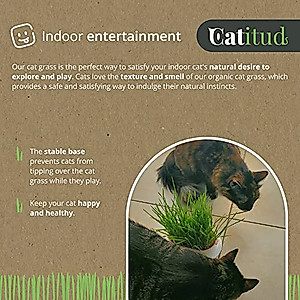 CATITUD | Cat Grass Growing Kit with 5 Packets HYDROPONIC Seeds | Cat Grass Kit Includes Pot with Non-Slip Base | Cat Grass for Indoor Cats with Planter, Best Gift for Cats