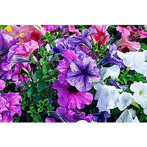 Petunia Seeds80000+Pcs 'Colour-Themed Collection'(Rainbow Colors) Perennial Flower Mix Seeds,Flowers All Summer Long,Hanging Flower Seeds Ideal for Pot