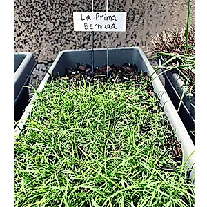 Hancock Seed Co. LaPrima Bermuda Grass Seeds 2 lbs.