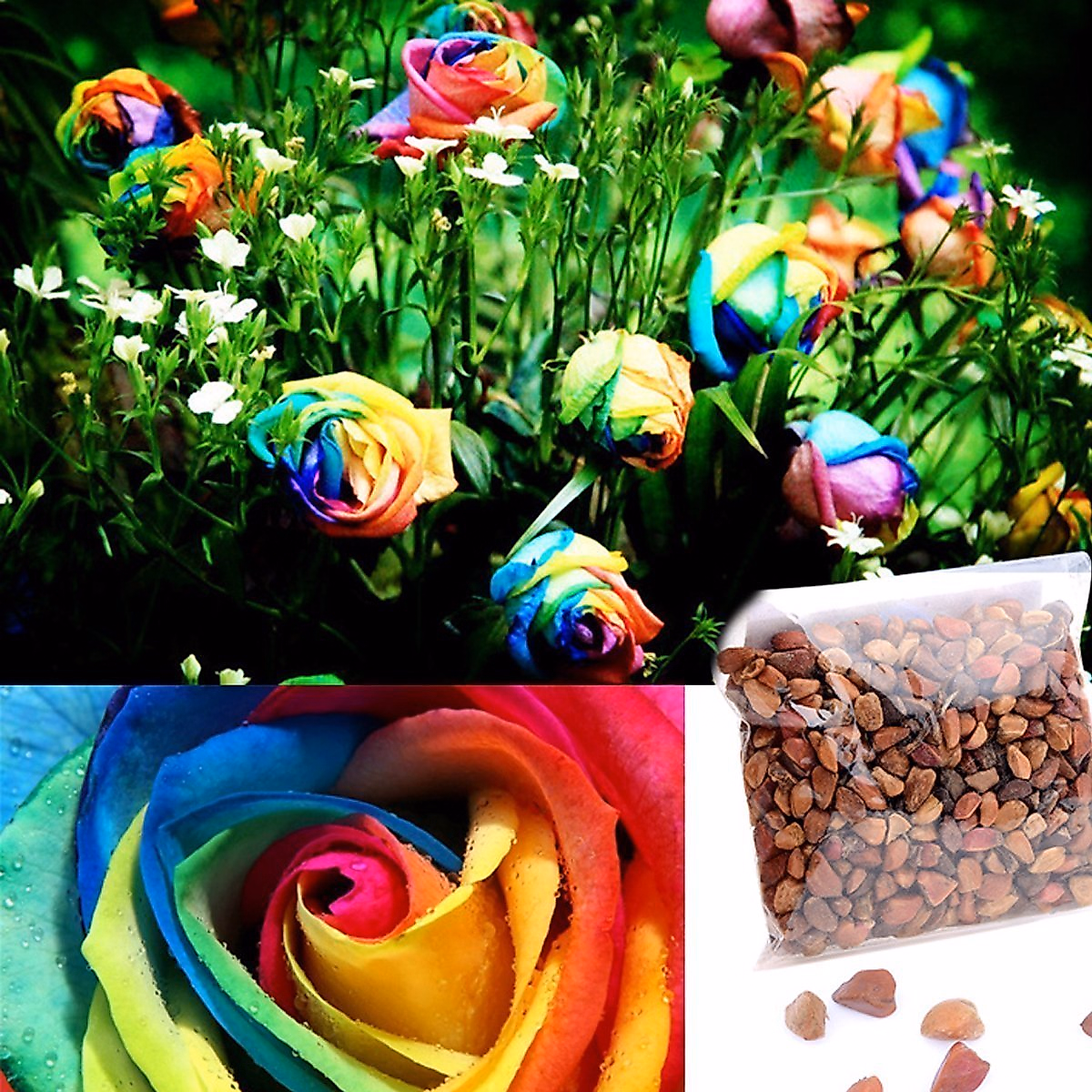 1000Pcs Beautiful Rainbow Rose Seeds Multi-colored Rose Seeds Rose Flower Seeds