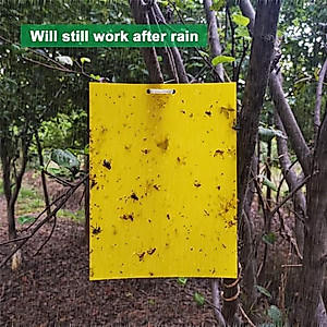 20 Sheets Sticky Fly Traps, Dual-Sided, for Flying Insect, Indoor and Outdoor, 8x6 Inch, Yellow