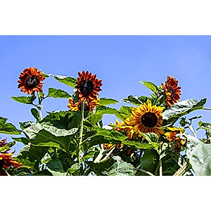 "Autumn Beauty" Sunflower Seeds for Planting, 150+ Flower Seeds Per Packet, (Isla's Garden Seeds), Non GMO Seeds, Scientific Name: Helianthus annus, Great Home Garden Gift