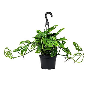 6" Swiss Cheese Plant Monstera Adansonii Live Plant Hanging Basket, Swiss Cheese Monstera Plant Live House Plants Indoors Live Plants Indoor Plants Live Houseplants Live Indoor by Plants for Pets