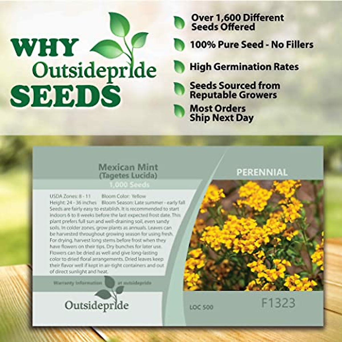 Outsidepride Tagetes Lucida Mexican Mint Herb Garden Plants for Hot, Humid Climates - 1000 Seeds