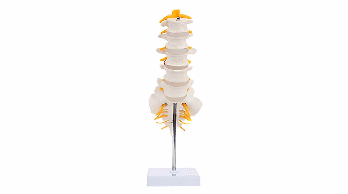 Axis Scientific Lumbar Spine Anatomy Model with Sacrum and Spinal ...