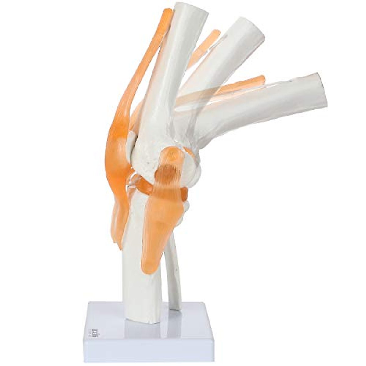 Knee Model Anatomy - Anatomically Correct Knee Joint Model with Ligaments and Muscles, Human Knee Model, Display Movement, Includes Base, Detailed Full Color Product Manual, Made by Axis Scientific