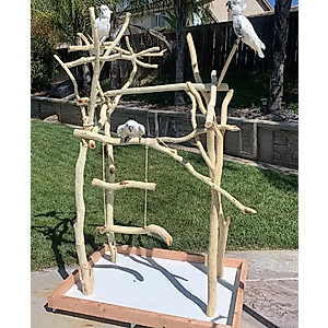ExoticDad Large Bird Perch - Customize Your Perch Designed Natural Dragonwood Bird Perch on Wheels Stand for Parrots, Birds, Parakeets, Monkeys, Cockatiel, African Grey, Conure (2x4 ft B - 5x6 ft H)