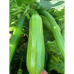 Planting 1 Individual Packets - 3g Zucchini Seeds for Your Non GMO Heirloom Vegetable Garden (Zucchini)