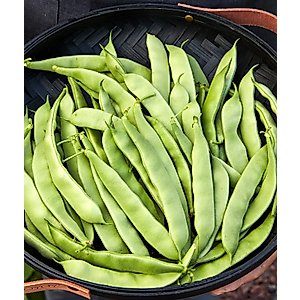 Burpee Early Italian Bush Bean Seeds 2 ounces of seed