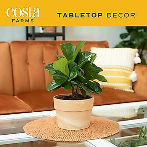 Costa Farms Fiddle Leaf Fig Tree, Live Indoor Plant in Indoors Garden Plant Pot, Potting Soil Mix, Air Purifying Houseplant, Housewarming Gift for Room, Home, and Office Decor, 10-12-Inches Tall