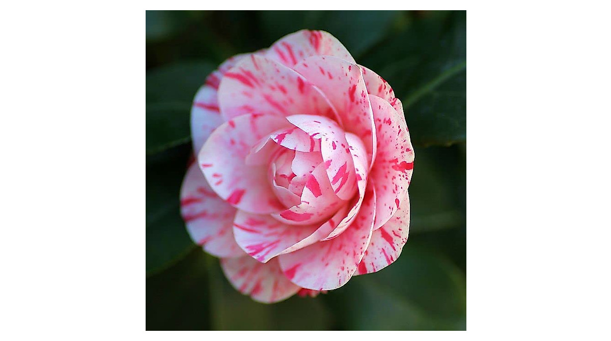 Variegated Camellia Japonica - Rose Pink Garden Plant
