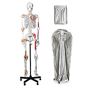 Vision Scientific VAS215-DC Medical Grade, Full Size Skeleton W Hand Painted Muscles & Ligaments | Thick Zip Dust Cover | Skeleton Wired for Natural Movement | Mounted on Roller Stand W Manual