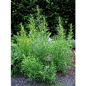 French Tarragon Plant Live, Tarragon Herbs in 3.5 Inc Pot Planting Ornaments Perennial Garden Simple to Grow Pots Gifts