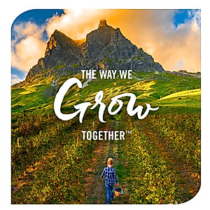 Nature's Way Sambucus Elderberry Immune Syrup, Daily Immune Support*, Black Elderberry Extract, Vitamin C, Zinc, Echinacea, Propolis, 8 Fl Oz (Packaging May Vary)