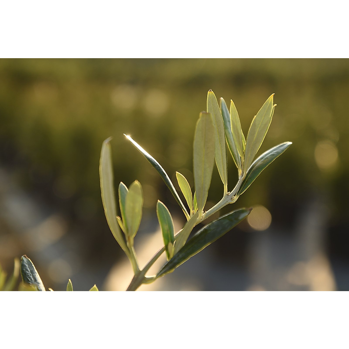 Arbequina Olive Tree - Live Plant, Includes Special Blend Plant Food & Planting Guide- Size (3-4FT)