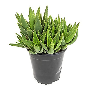 Succulents Plants Live Indoor Plants, Aloe Nobilis Plants Live Houseplants, Live Succulents Live Plants Indoor Succulent Plants, Indoor Plant Real Succulents Plants House Plants by Plants for Pets