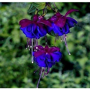 Dichondra Fresh 100 pcs Fuchsia Flower Seeds for Planting Blue