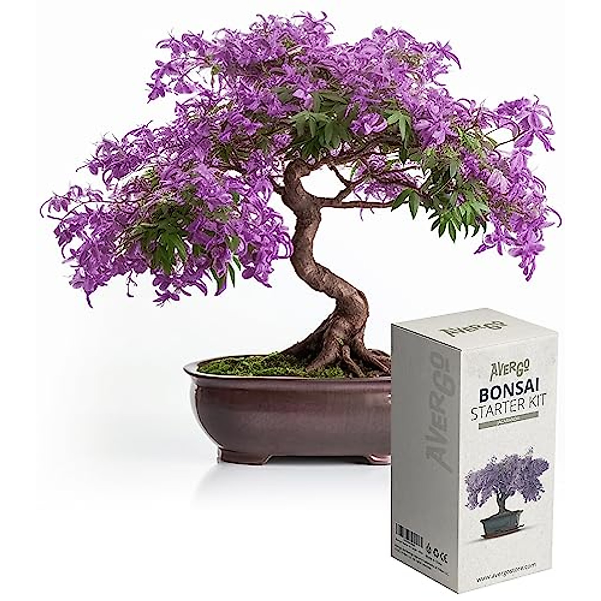 Bonsai Starter Kit – 1x Bonsai Tree | Complete Indoor Starter Kit for Growing Plants with Bonsai Seeds, Tools & Planters – Gardening Gifts for Women & Men