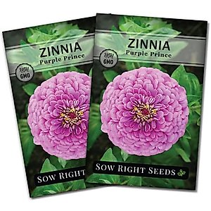Sow Right Seeds Purple Prince Zinnia Seeds - Full Instructions for Planting, Beautiful to Plant in Your Flower Garden; Non-GMO Heirloom Seeds; Wonderful Gardening Gifts (2)
