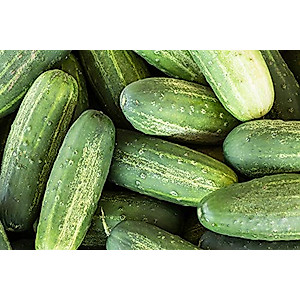 Carolina Cucumber Seeds for Planting, 100+ Heirloom Seeds Per Packet, (Isla's Garden Seeds), Non GMO Seeds, Botanical Name: Cucumis sativus, Great Home Garden Gift
