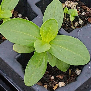 Seed Needs, Mixture of Thumbelina Zinnia Seeds for Planting (Zinnia elegans) Heirloom & Open Pollinated - Perfect for Cut Flowers (2 Packs)